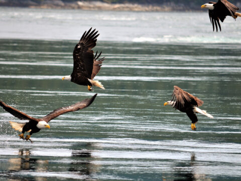 Eagle Show Adventure - Adventure Quest Tours