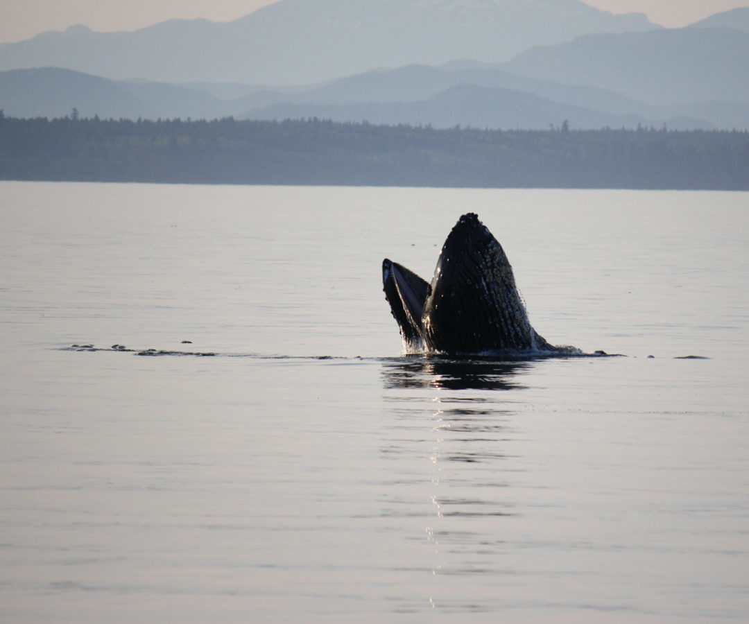 Adventure Quest - Whale Watching and Tours, Campbell River